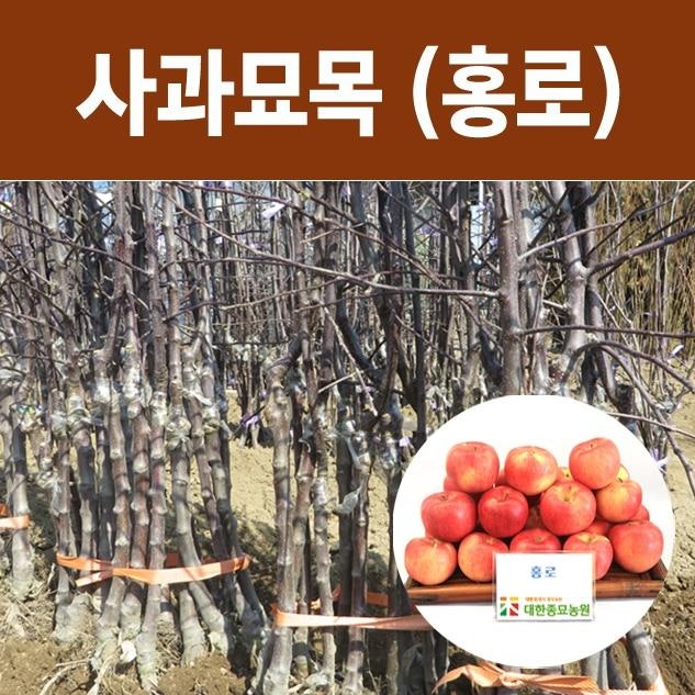 사과나무묘목 사과묘목 미시마 미얀마