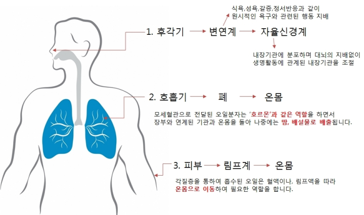 이바롬 아로마테라피 이바롬아로마테라피
