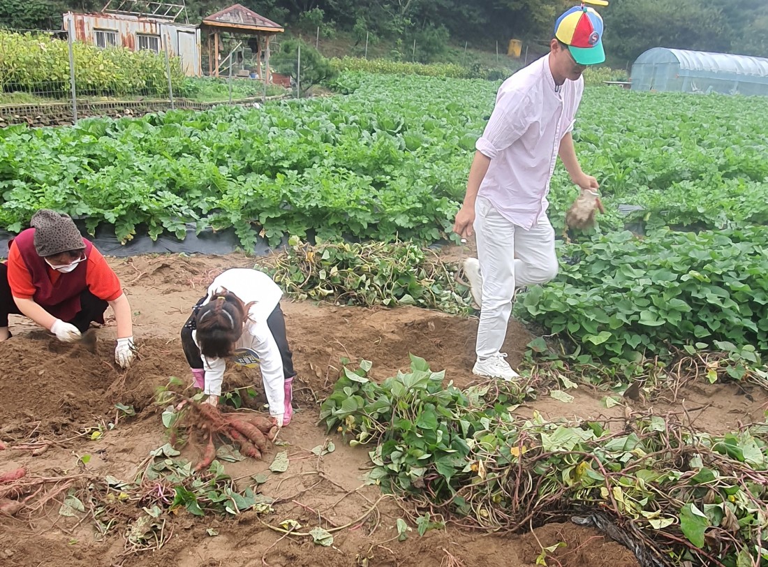 고구마캐기체험 장촌체험마을 Mook3카페